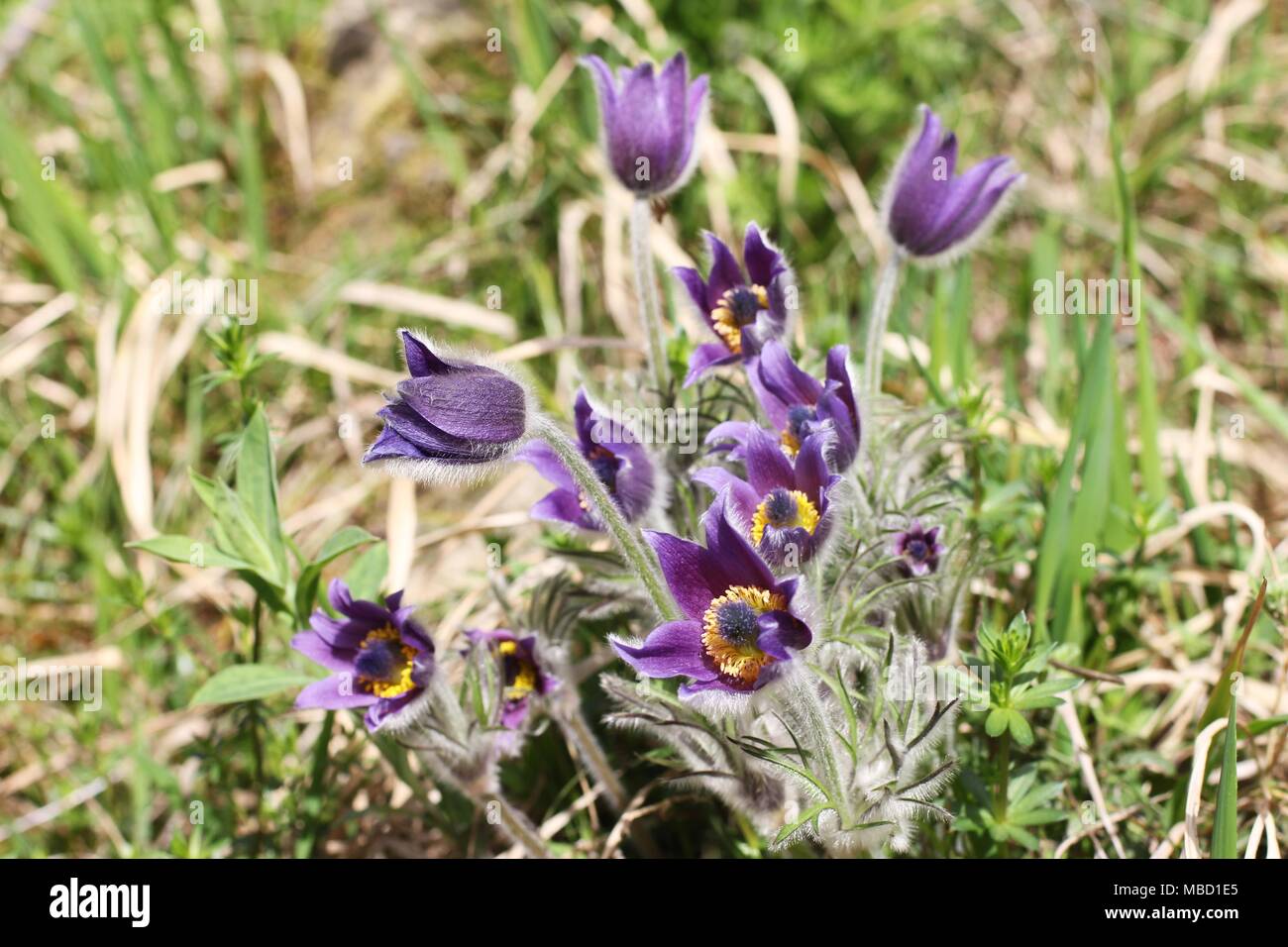Purple violet flower of wild species of anemone - Anemone montana Stock ...