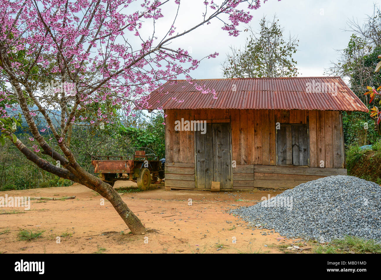 Rural house with cherry tree in Dalat, Vietnam Stock Photo - Alamy