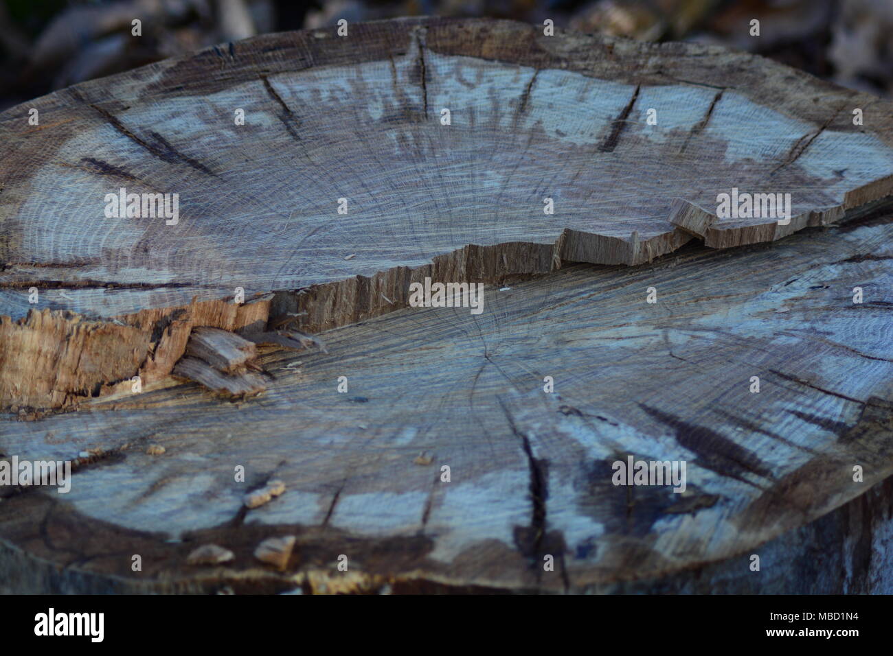 Zoom on a tree stump in the forest Stock Photo - Alamy