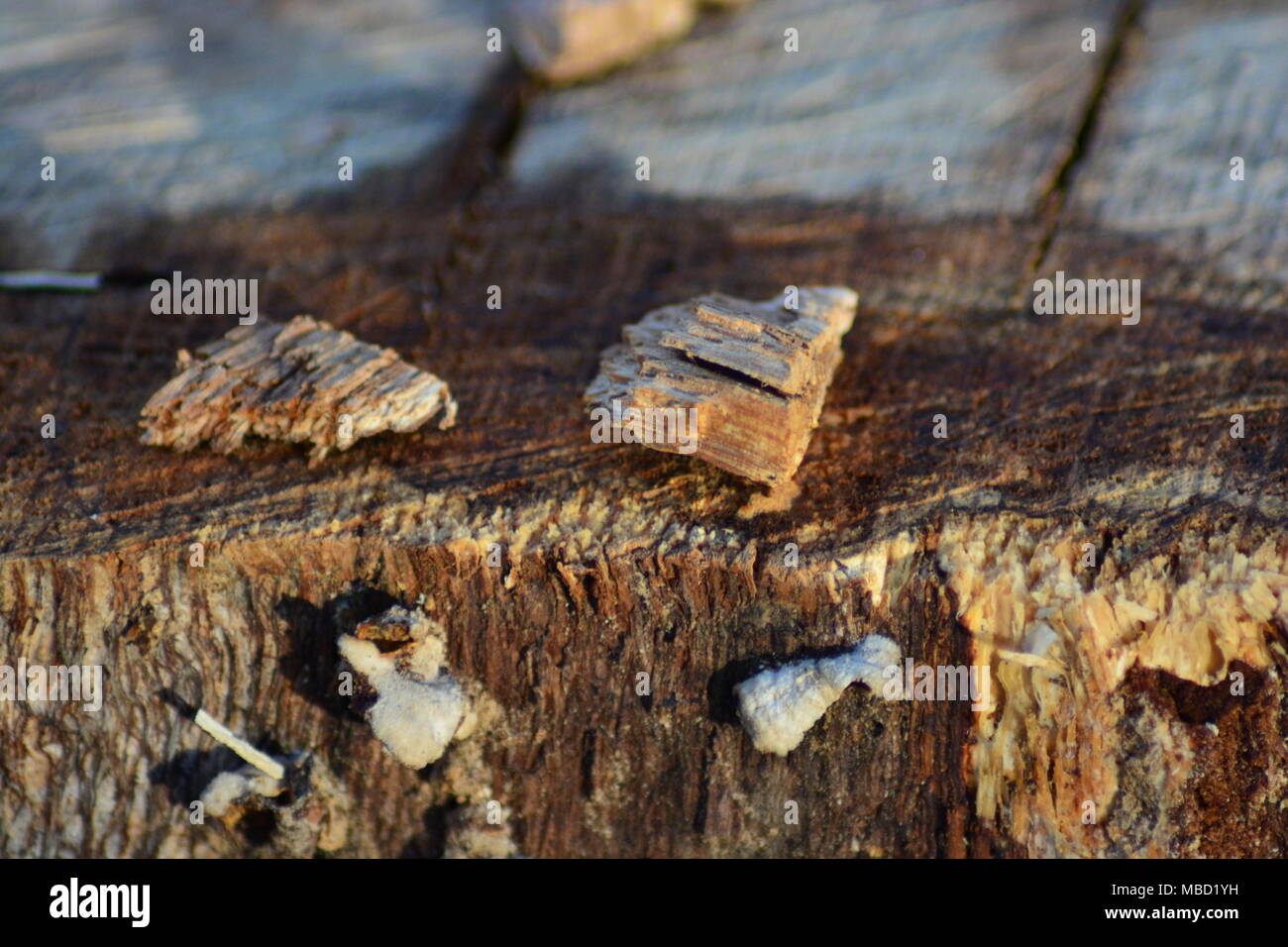 Zoom on a tree stump in the forest Stock Photo - Alamy