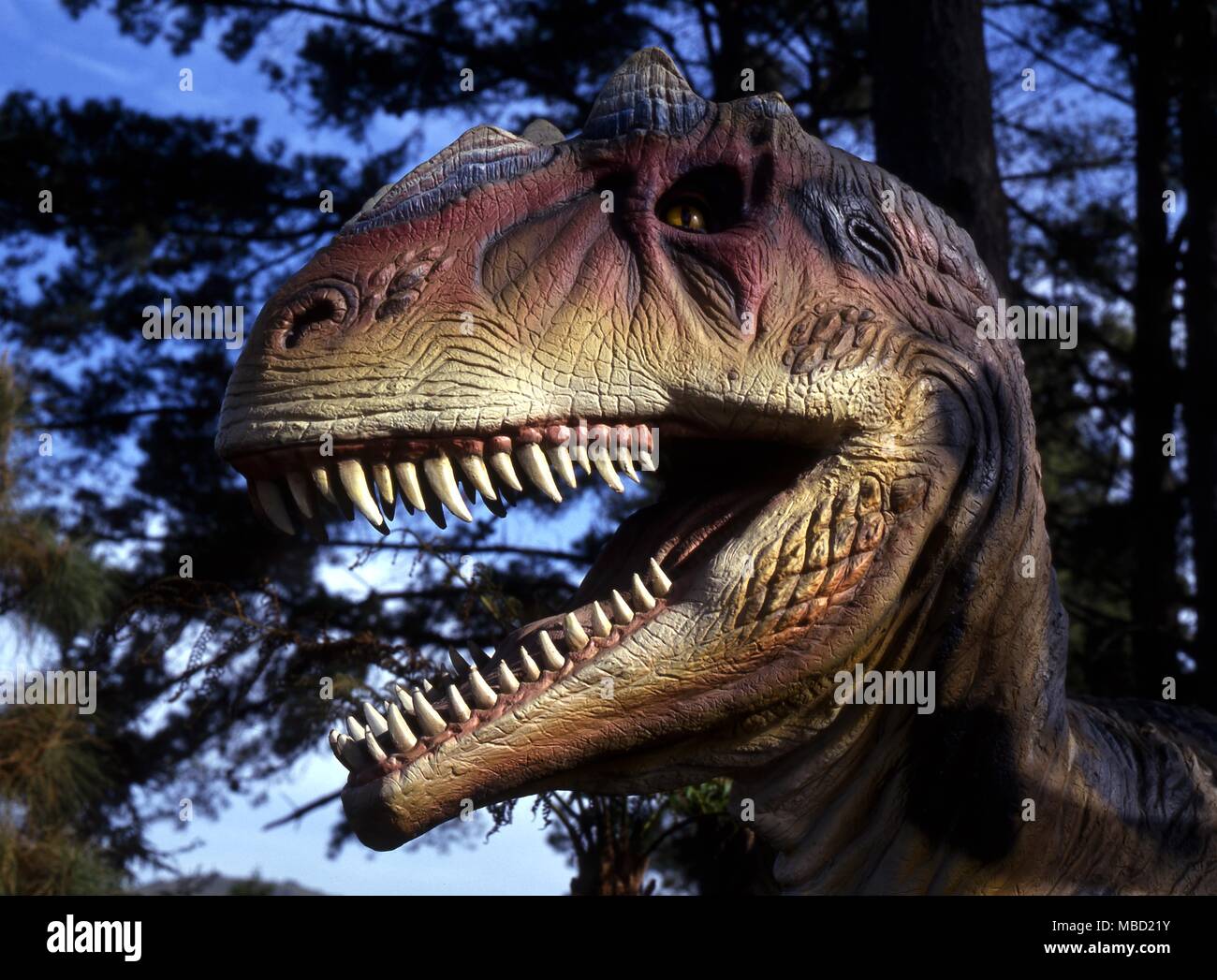 Model of the head of Allosaurus Stock Photo - Alamy
