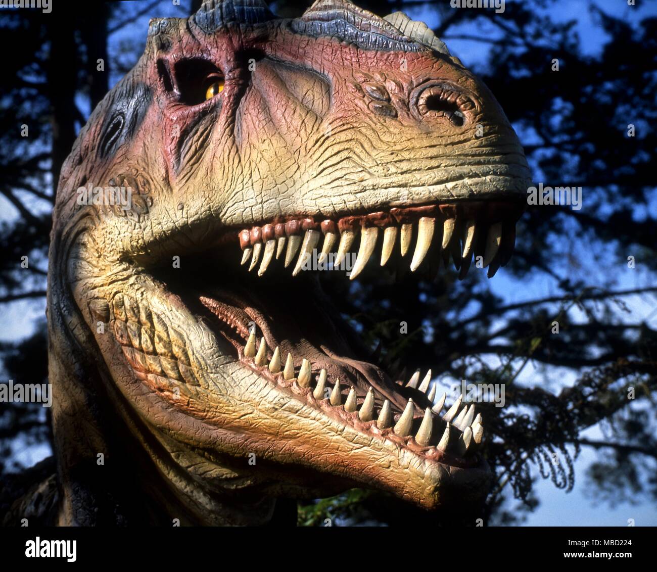 Model of the head of Allosaurus Stock Photo - Alamy