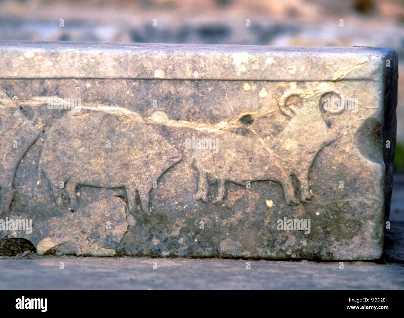 Malta. Bas relief carvings of animals in the prehistoric temple at ...
