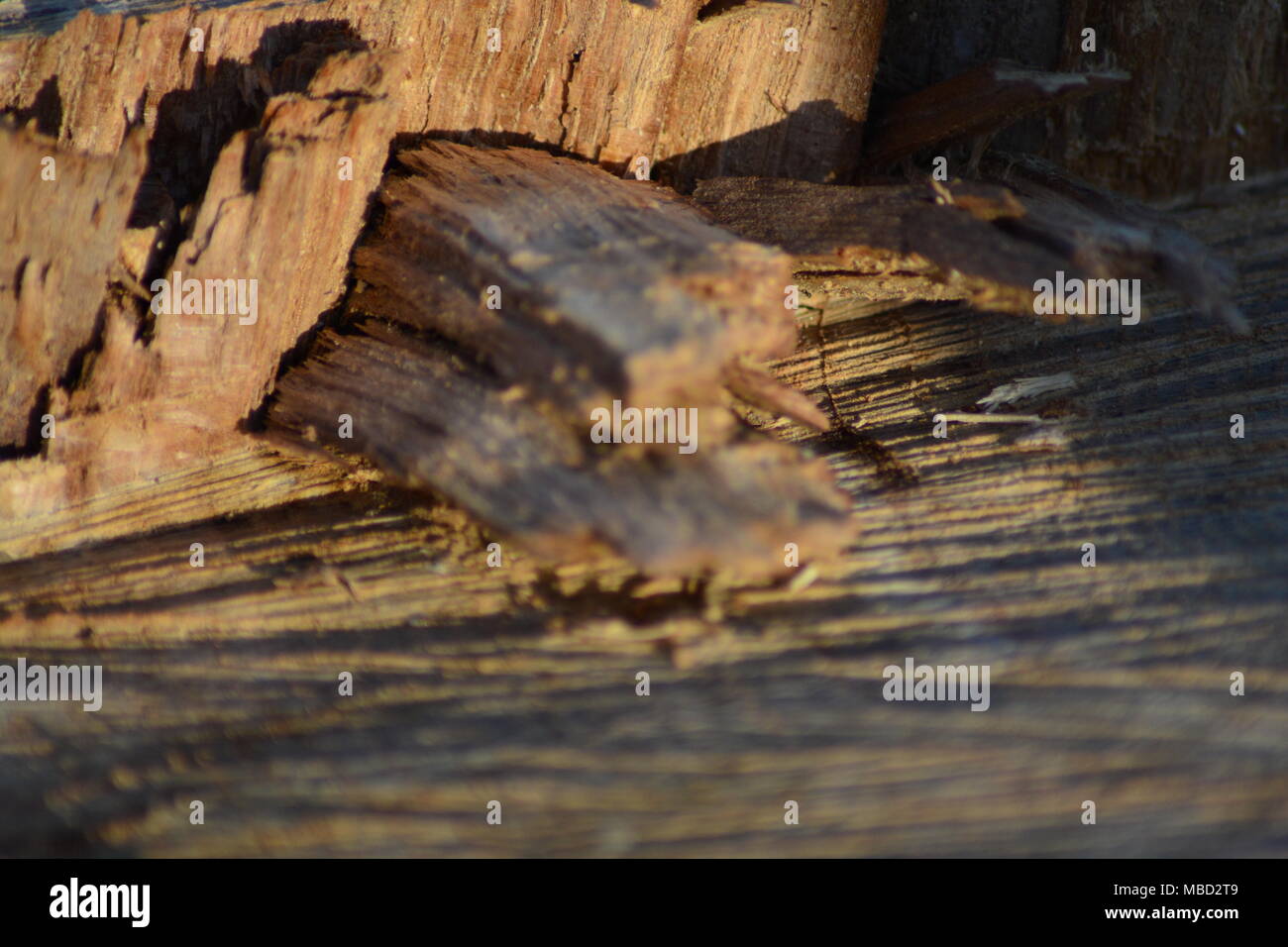 Zoom on a tree stump in the forest Stock Photo - Alamy