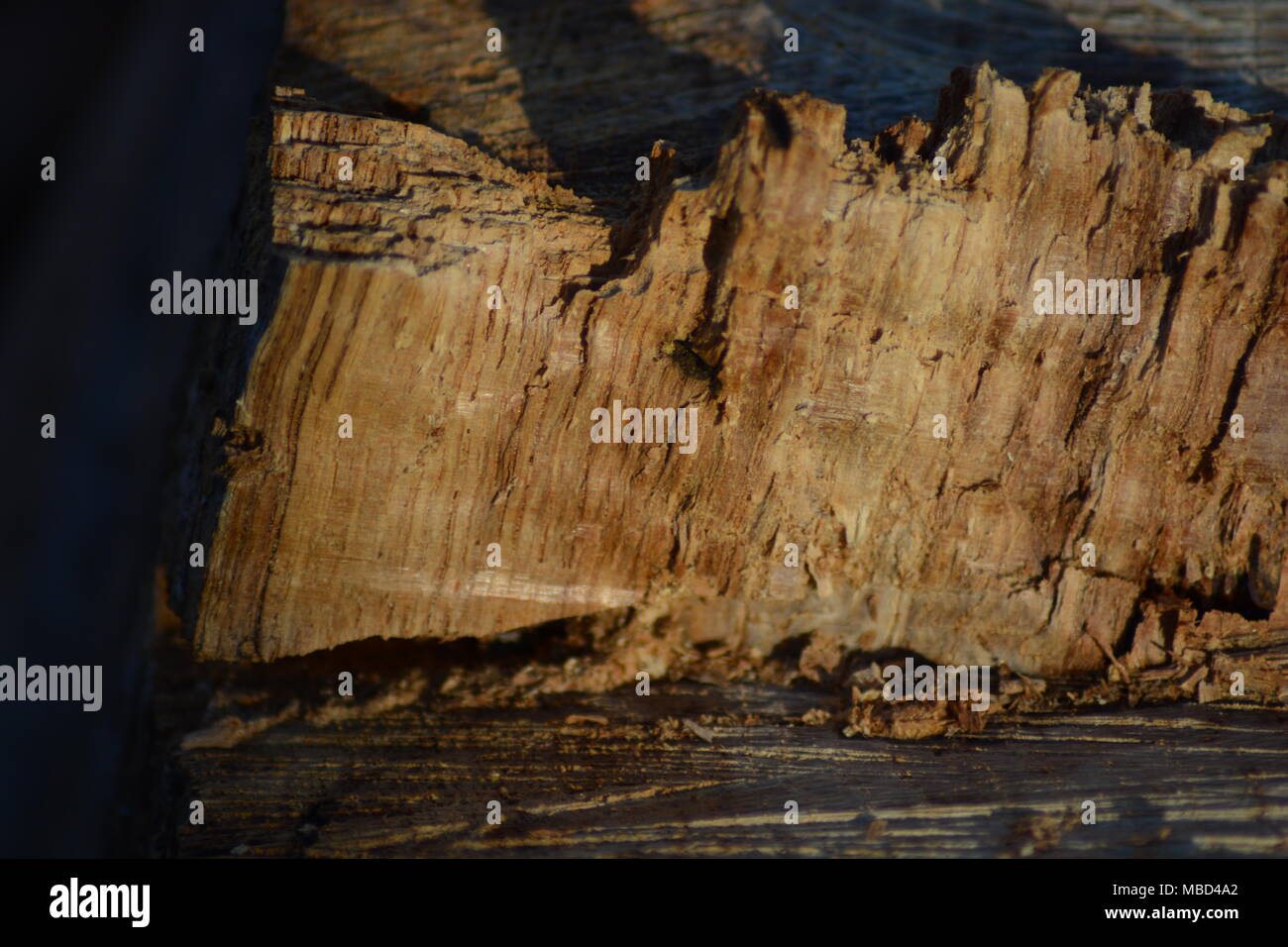 Zoom on a tree stump in the forest Stock Photo - Alamy
