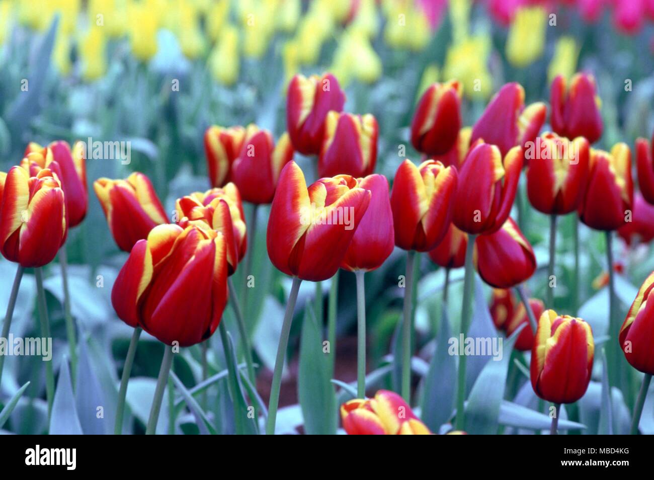 Tulips history hi-res stock photography and images - Alamy