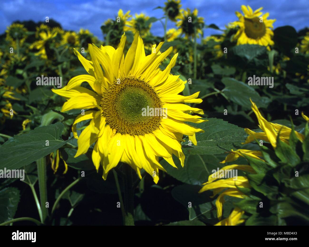 Charles bright hi-res stock photography and images - Alamy
