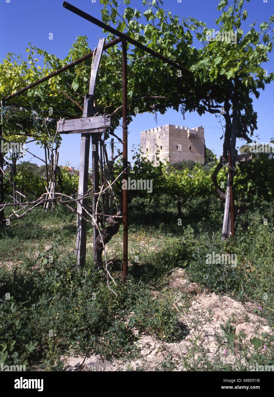 plants, vines at Colossus, the old Templar castle in Cyprus Stock Photo ...