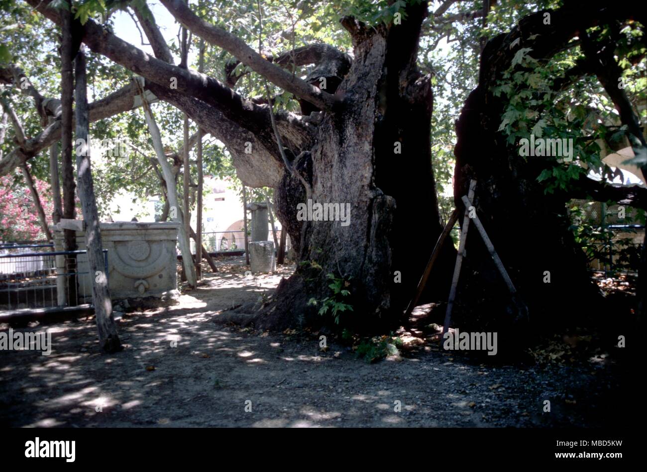 Sacred tree of hippocrates hi-res stock photography and images - Alamy