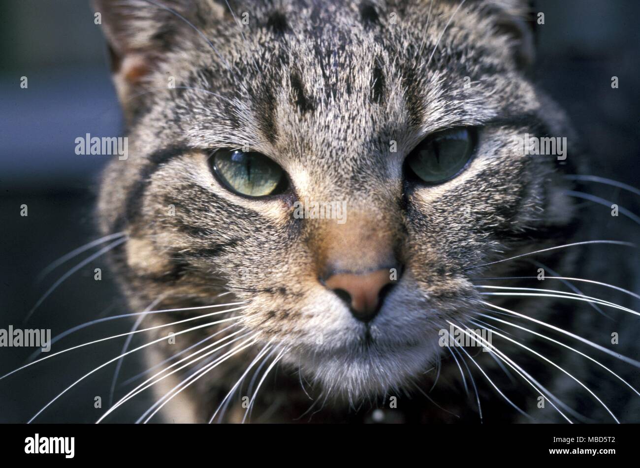 The tabby hi-res stock photography and images - Alamy