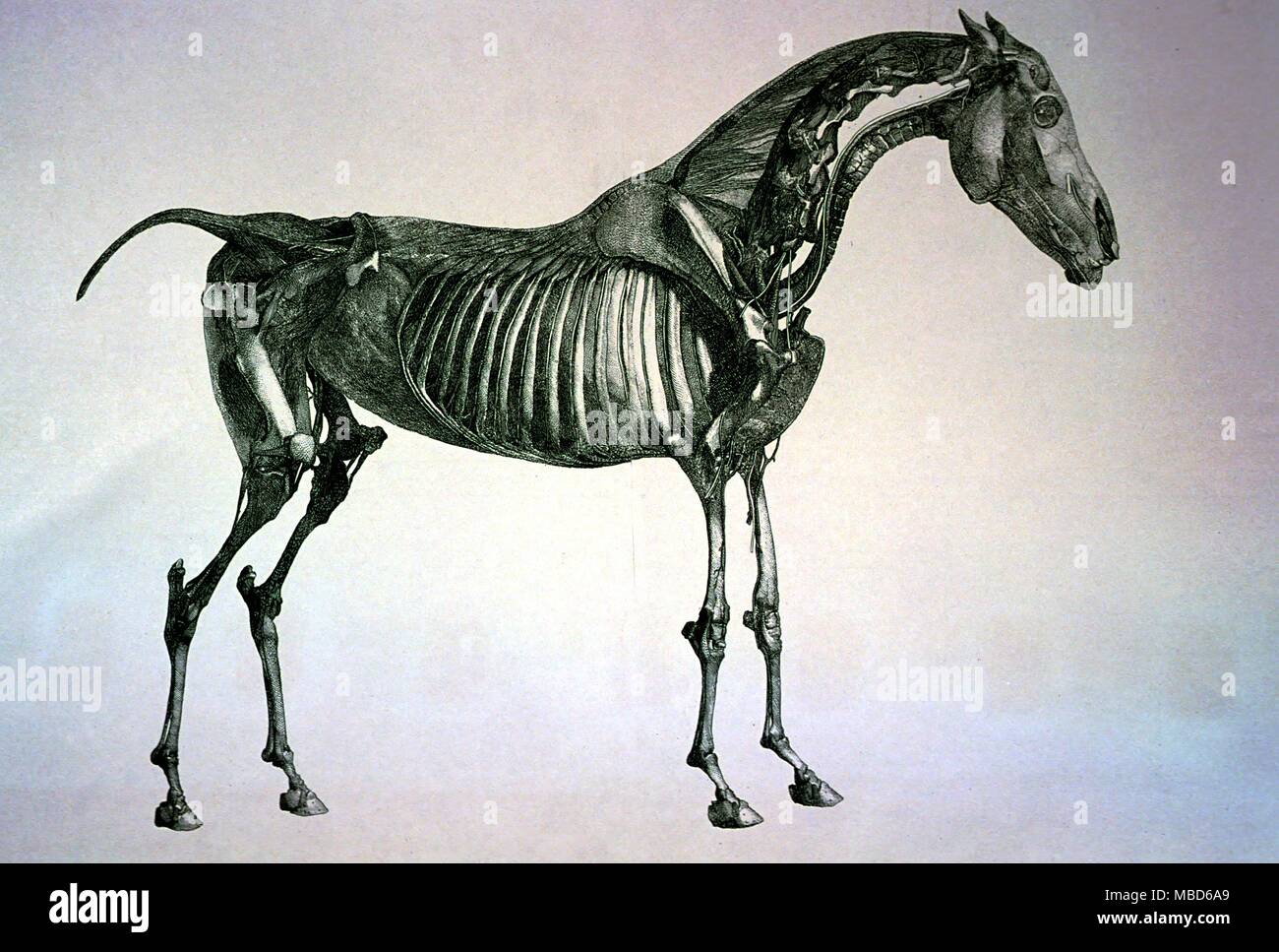 Engraving of dissected horse, from George Stubbs Anatomy of the Horse ...