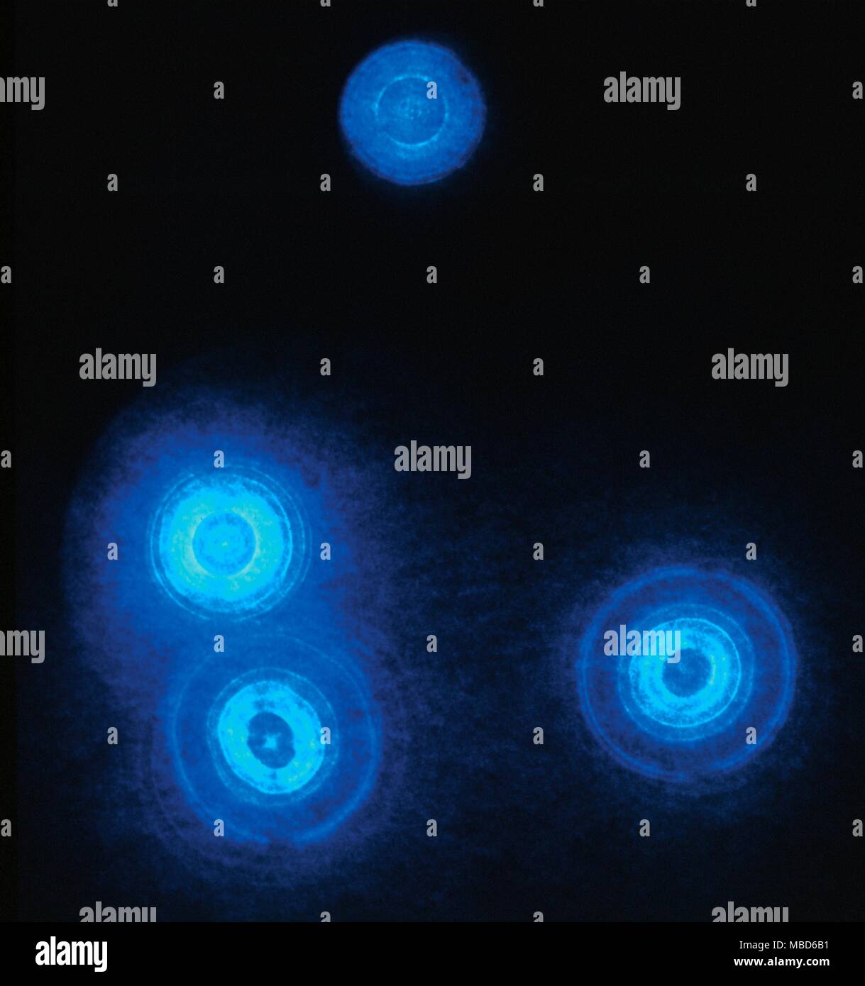 Historic simulation hi-res stock photography and images - Alamy