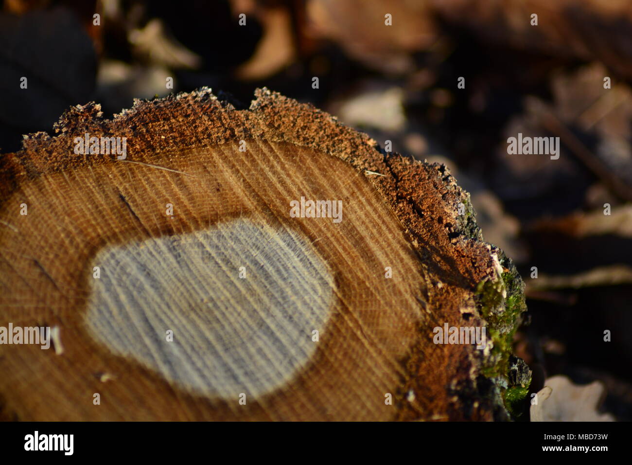 Zoom on a sawn off branch Stock Photo - Alamy