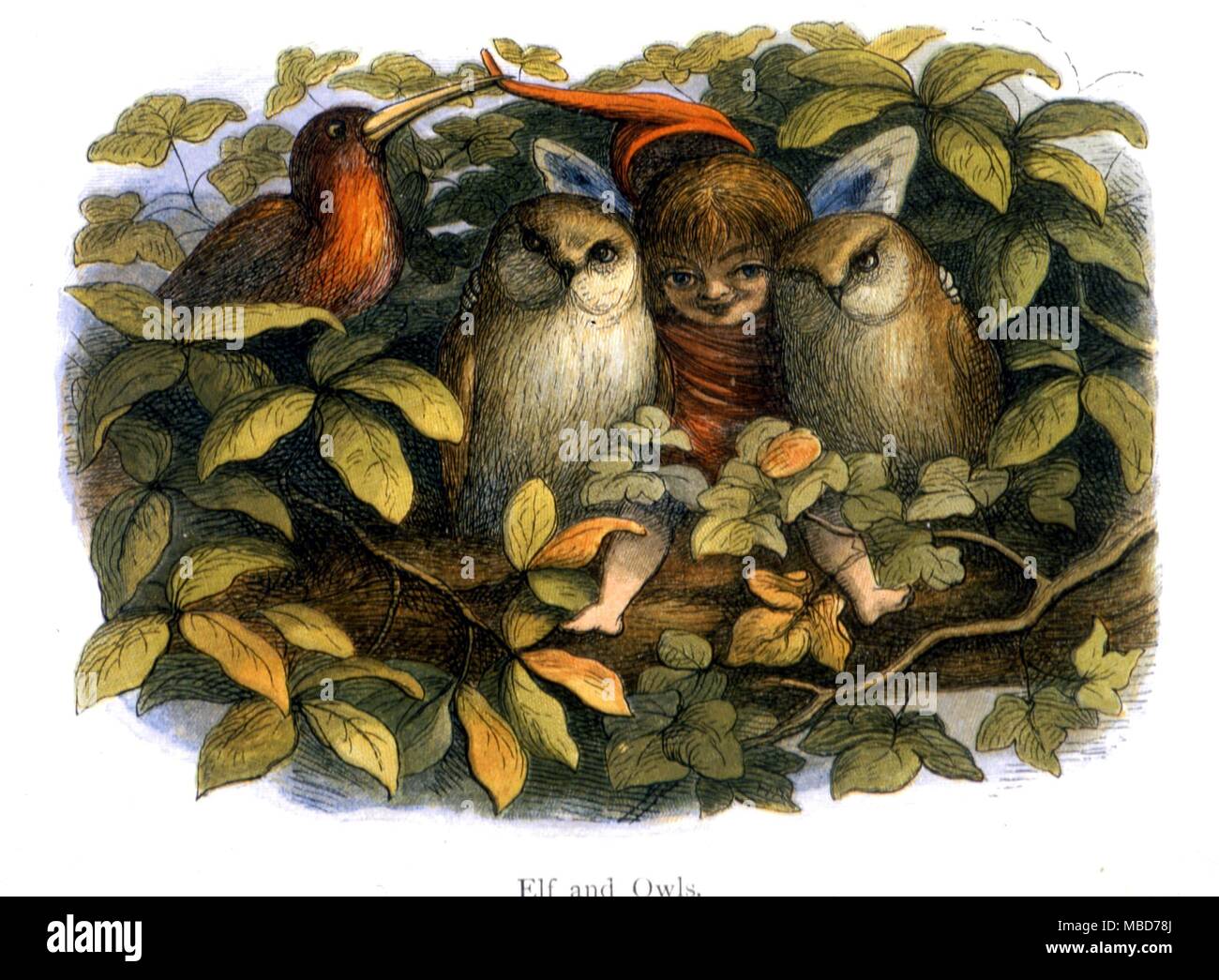 Fairies and elves - Elf and Owls - from Richard Doyle's in Fairyland ...