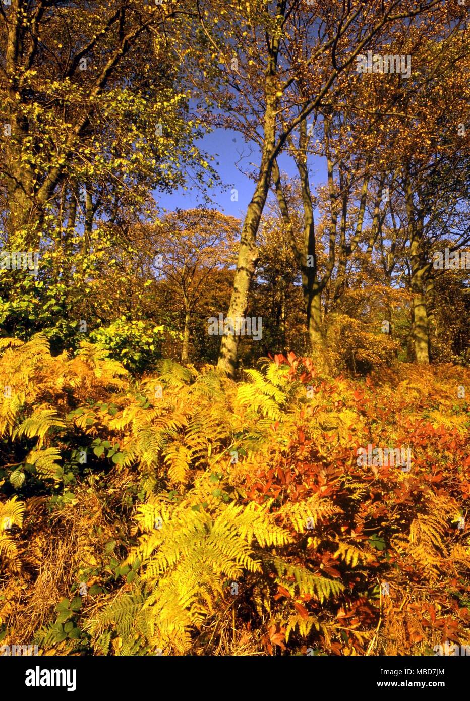 Artistic seasons hi-res stock photography and images - Alamy