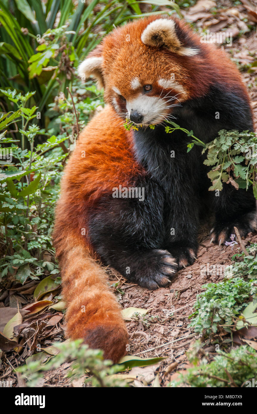 A Red Panda in the enclosure at Chengdu Research Base of Giant Panda ...