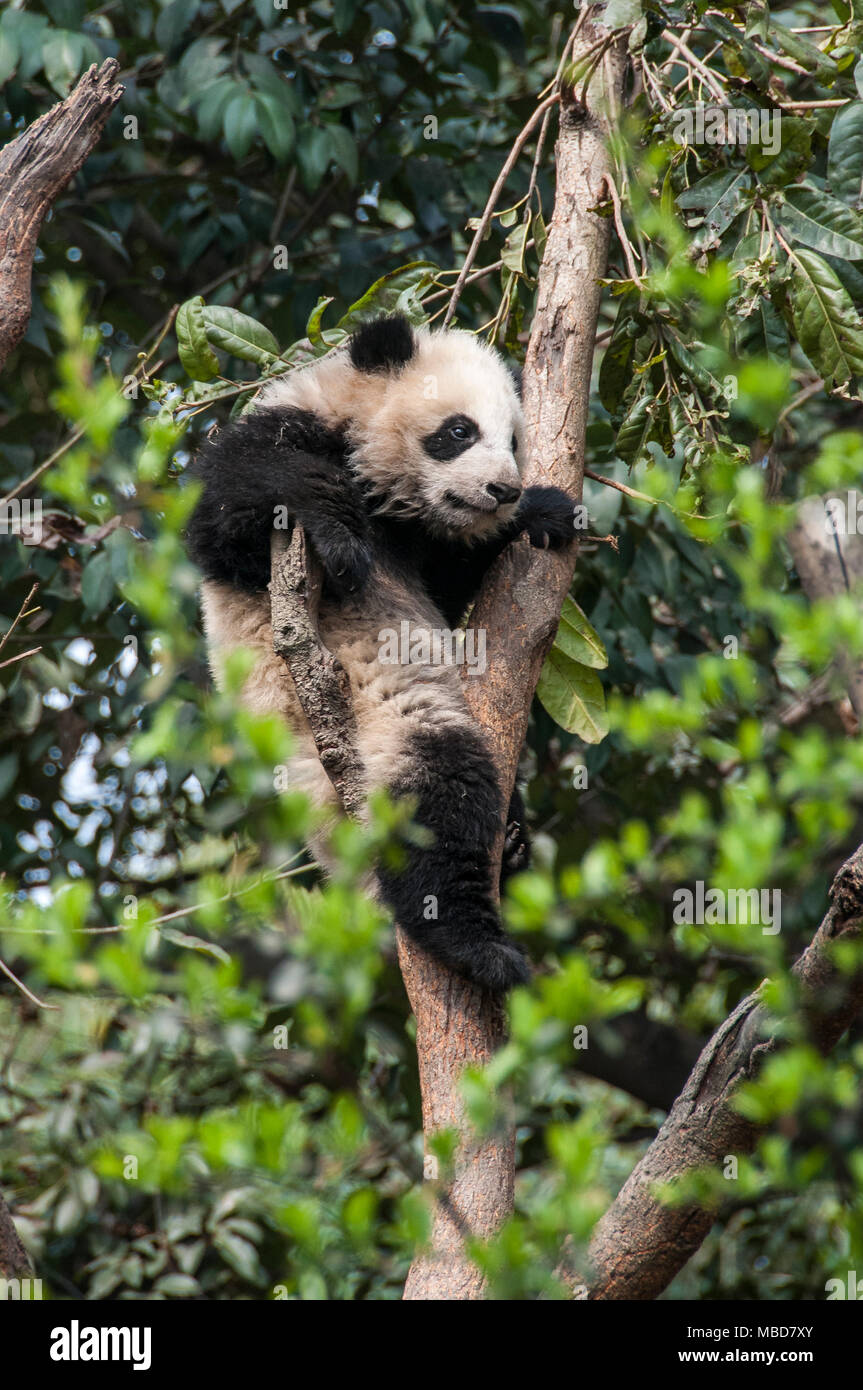 A Giant Panda in an enclosure at Chengdu Research Base of Giant Panda ...