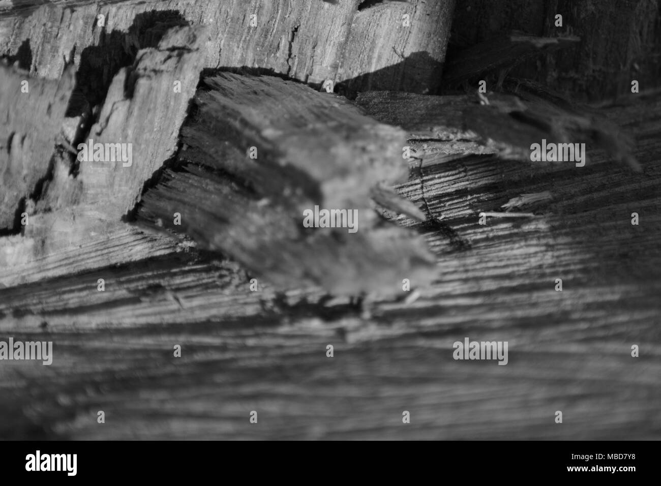 On tree stump wood Black and White Stock Photos & Images - Alamy