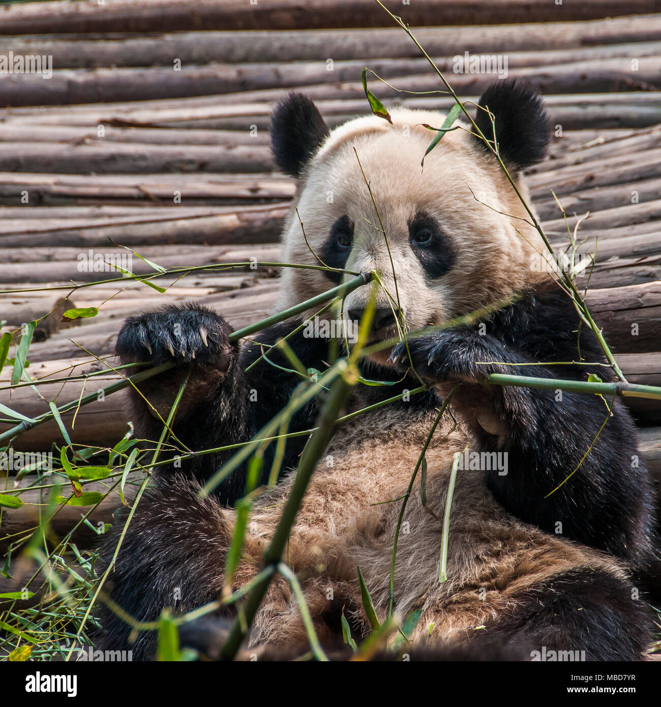 A Giant Panda in an enclosure at Chengdu Research Base of Giant Panda ...