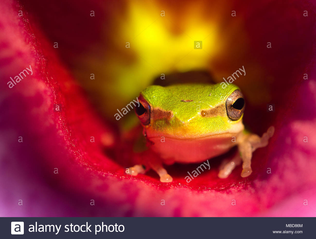 Australian Native Flower Stock Photos & Australian Native Flower Stock ...