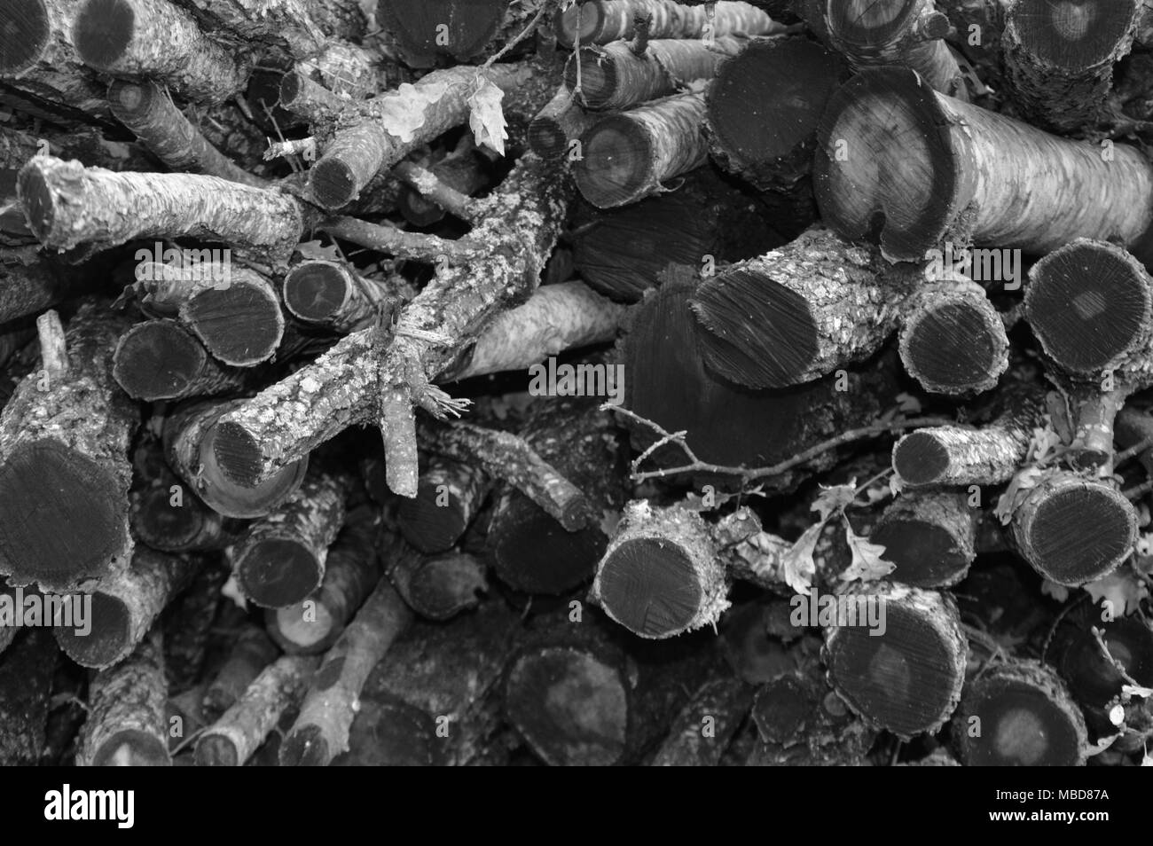 Zoom on a sawn off branch Stock Photo - Alamy