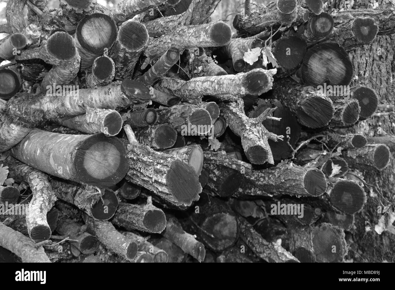 Tree sawn branch Black and White Stock Photos & Images - Alamy