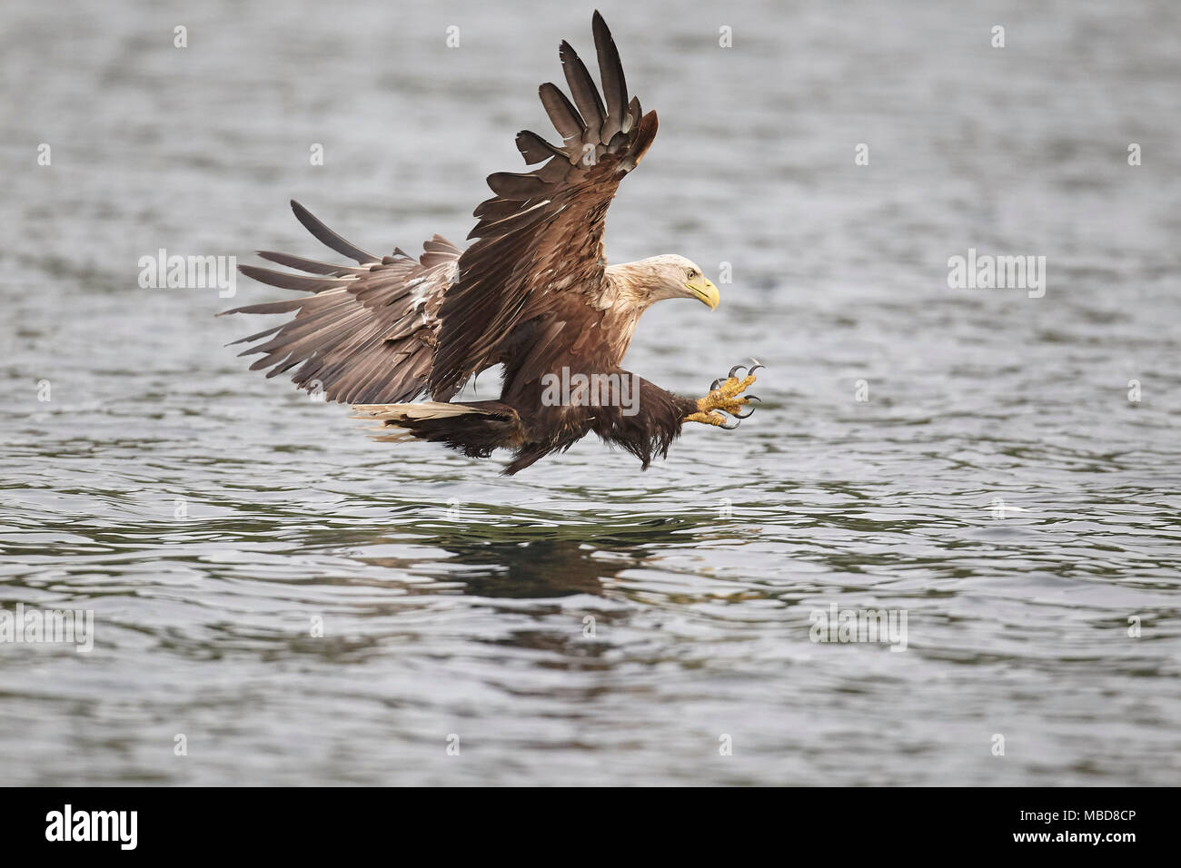 Sea eagle scotland hi-res stock photography and images - Alamy