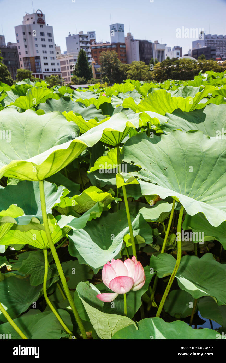 Tokyo Japan,Ueno,Ueno Park,Ueno koen,Shinobazu Pond,water lilies,flower ...