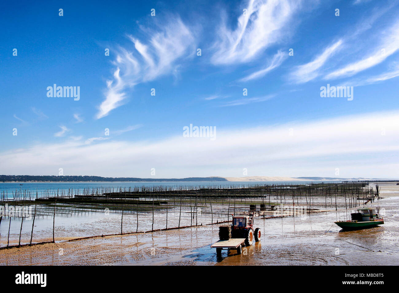 Cap ferret oyster beds hi-res stock photography and images - Alamy