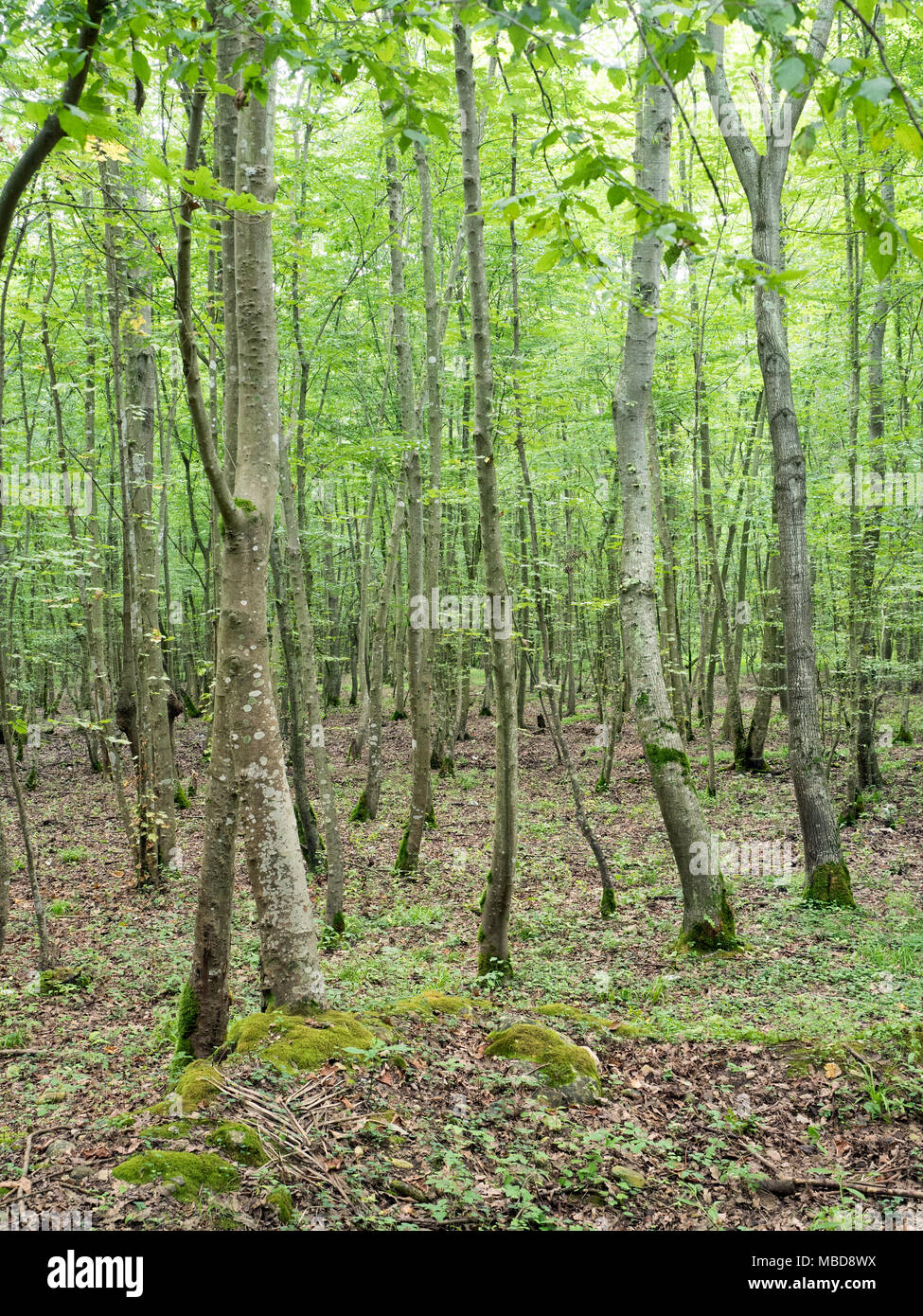 Nur forest park, Northern Iran Stock Photo - Alamy