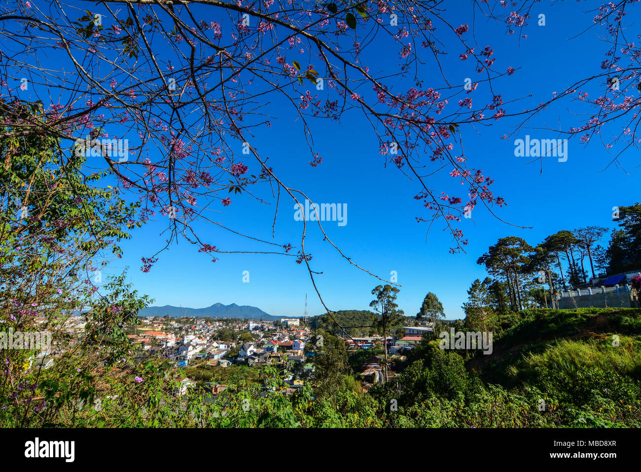 Cherry flowers on trees with cityscape background in Dalat, Vietnam ...