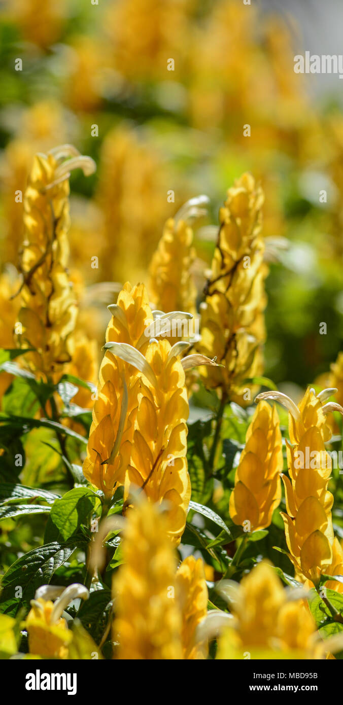 Yellow Salvia splendens flowers at botanic garden in sunny day Stock ...