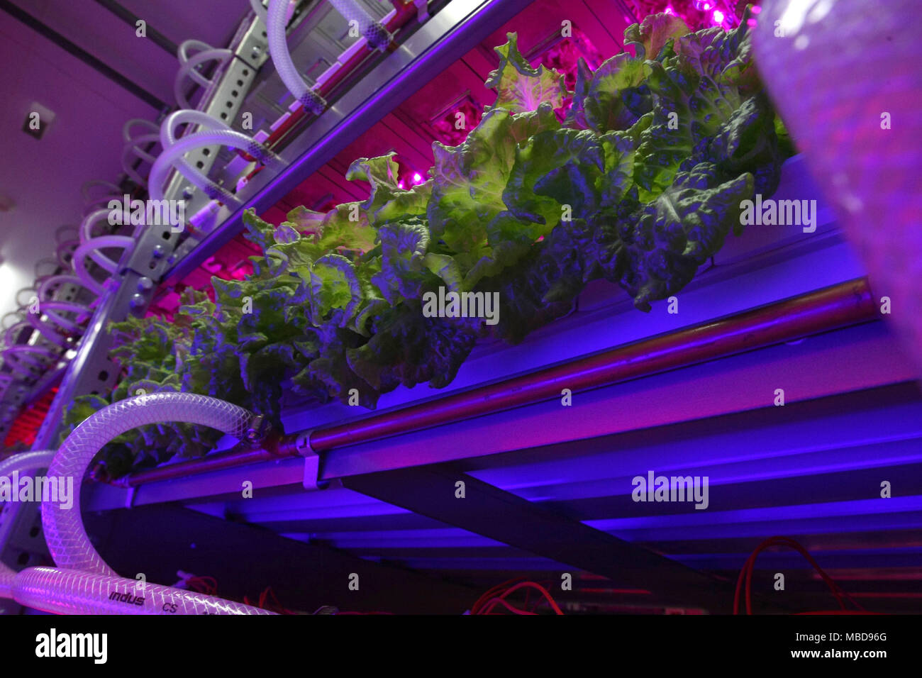 Japan, Tokyo: Plant Factory uses LED technology to customize the ...