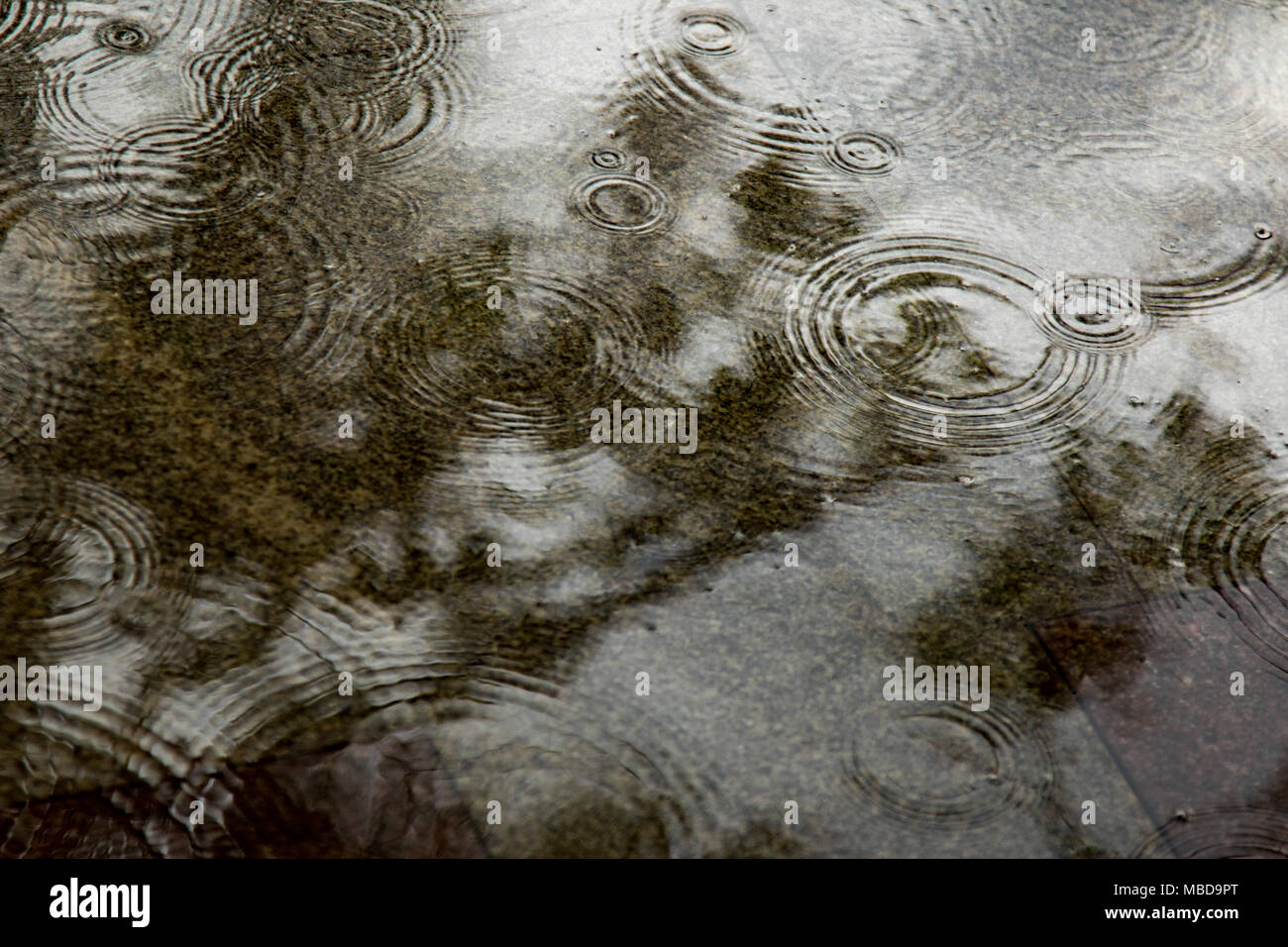 Background texture of raindrops in a puddle Stock Photo - Alamy