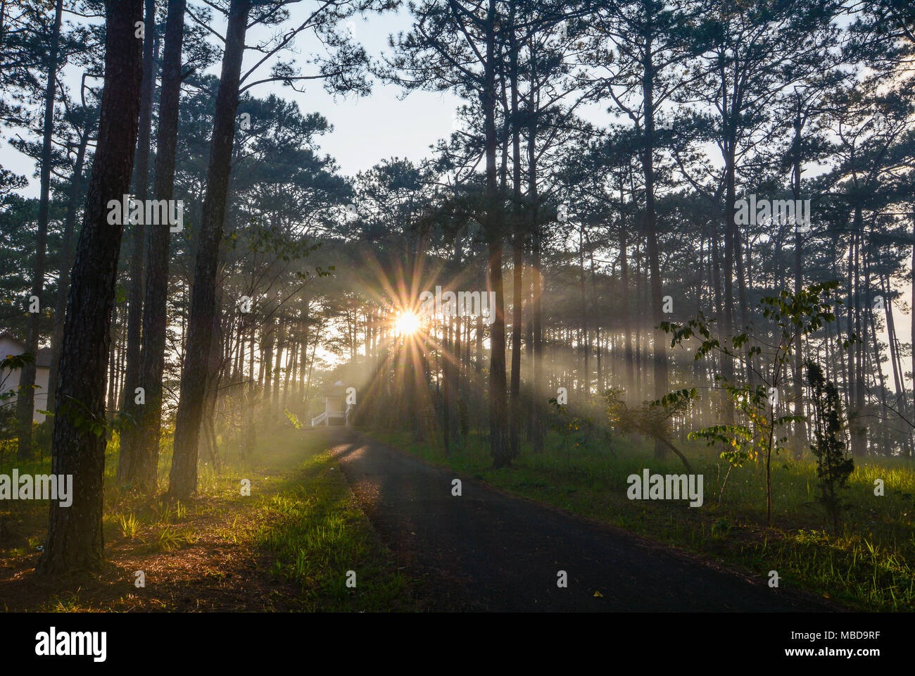 Pine tree forest with sun lights at sunrise in Dalat, Vietnam Stock ...