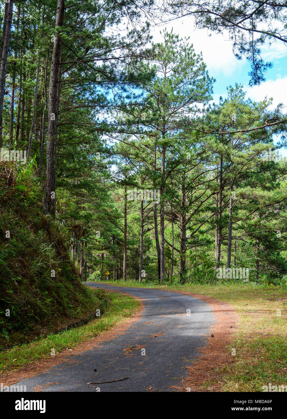 Road at the pine tree forest in Dalat, Vietnam Stock Photo - Alamy