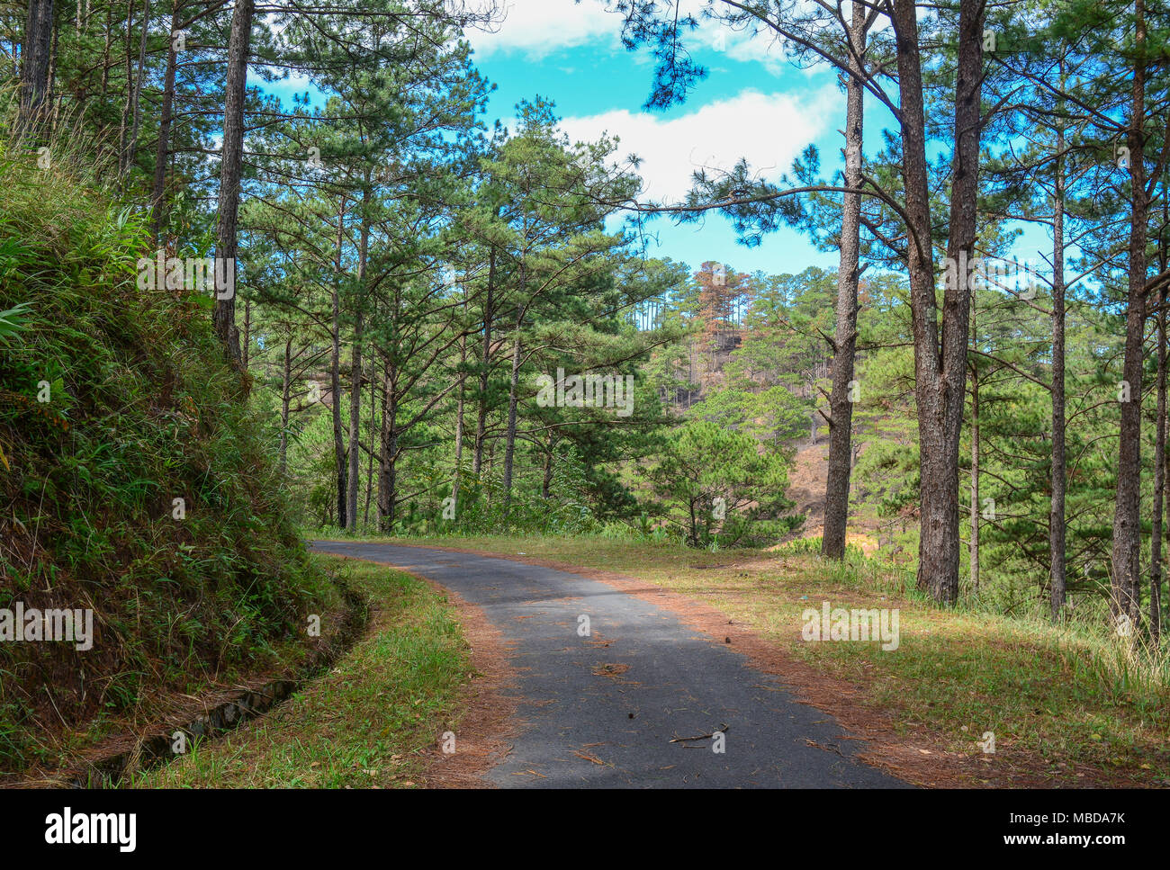 Road at the pine tree forest in Dalat, Vietnam Stock Photo - Alamy