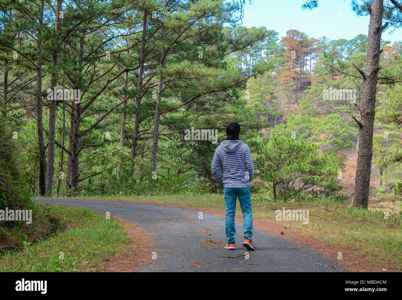 People walking on trail at pine tree forest in summer day Stock Photo ...