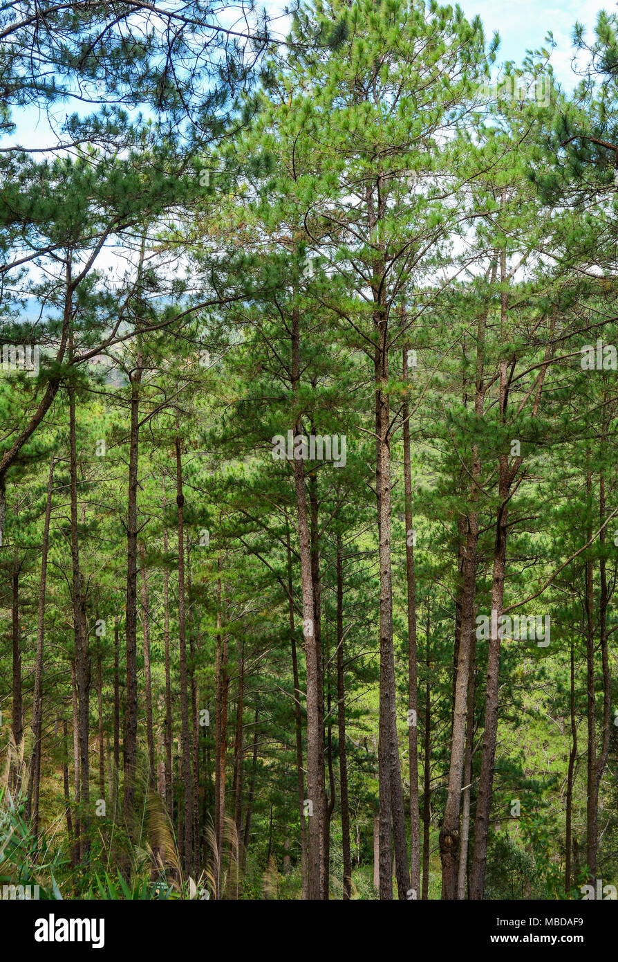 Pine trees at green forest in summer day Stock Photo - Alamy