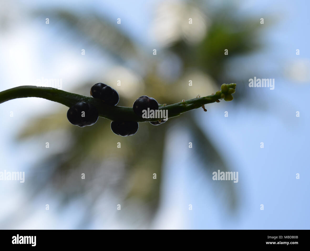 Spinach plant hi-res stock photography and images - Alamy