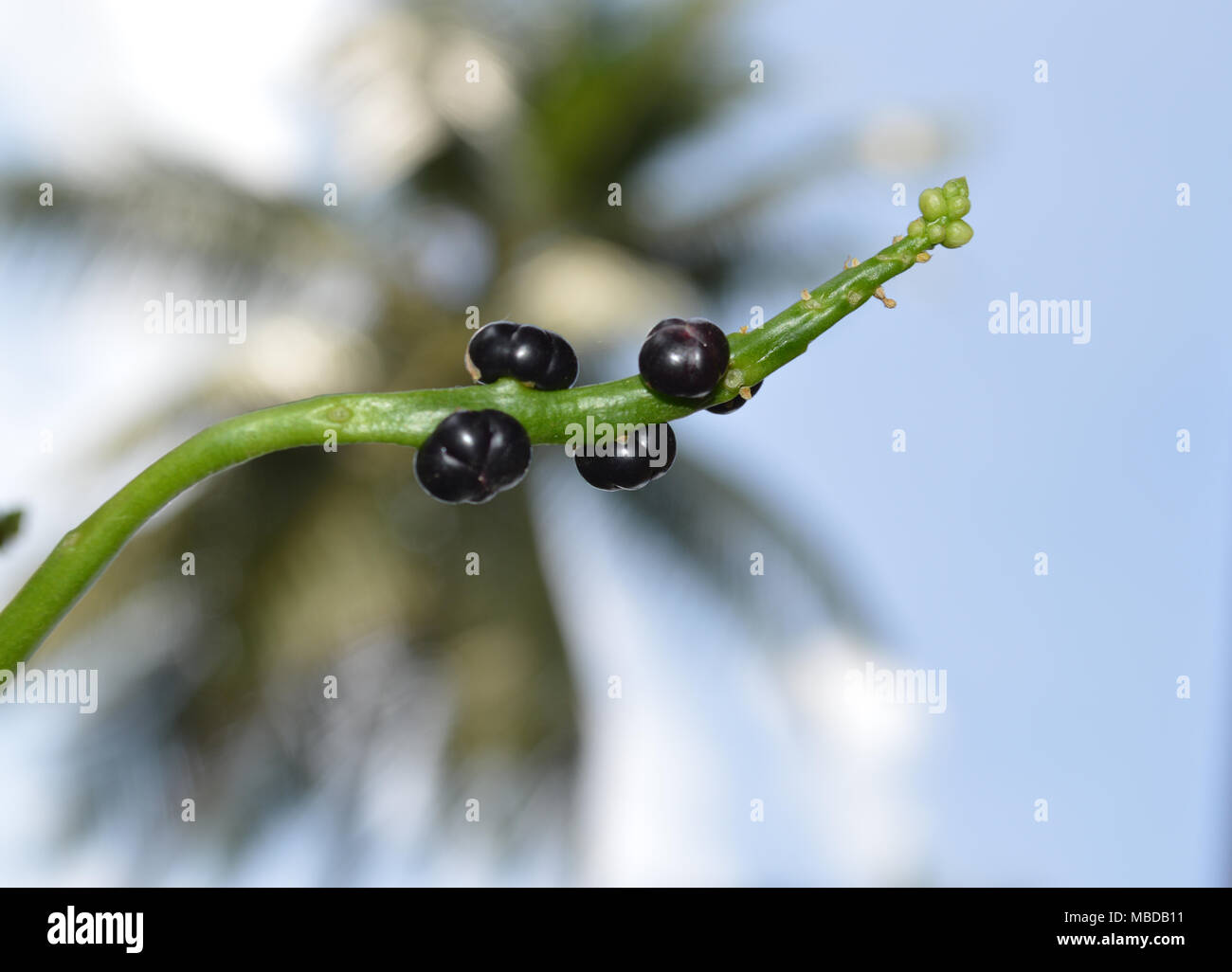 Spinach plant cut with branches green close up Stock Photo - Alamy