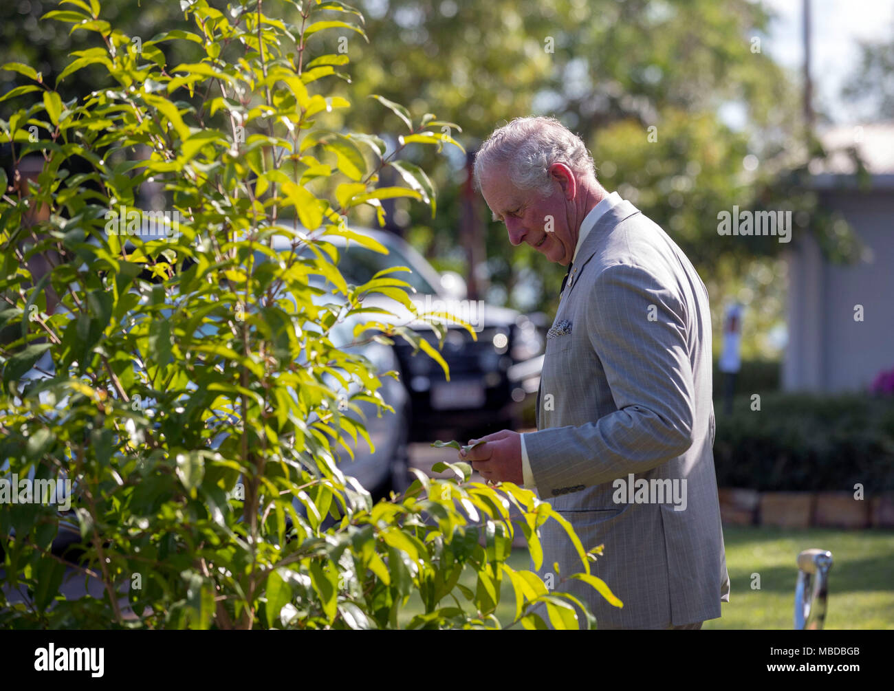 The Prince of Wales The Prince of Wales plants a tree after attending a ...