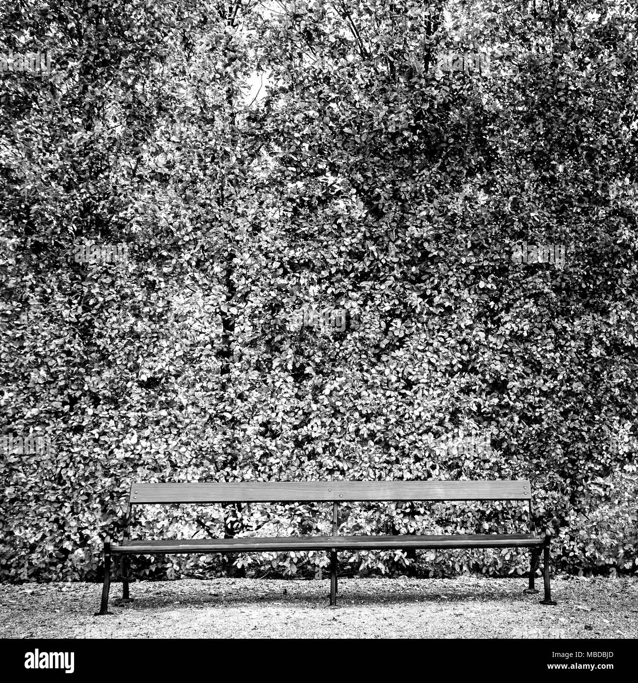 single bench in the park, black and white photo Stock Photo - Alamy