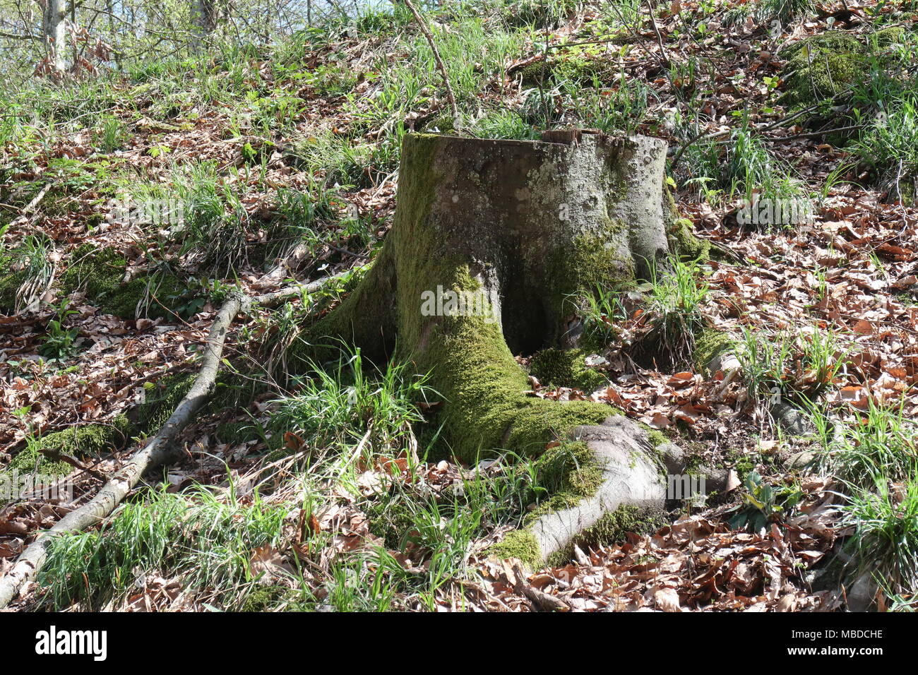 Tree stump log hi-res stock photography and images - Alamy