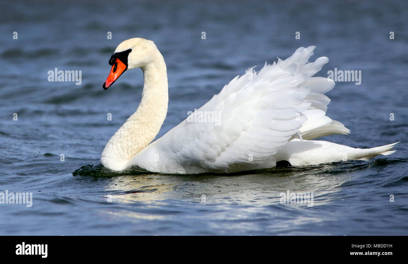 Mute Swan at Utterslev Mose, Copenhagen that is the national bird of ...