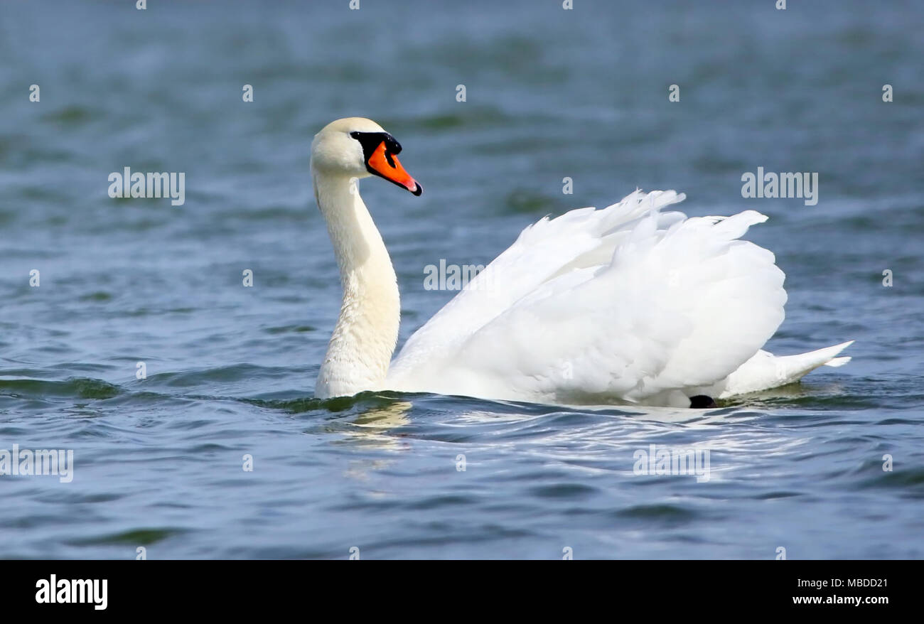 Mute Swan at Utterslev Mose, Copenhagen that is the national bird of ...