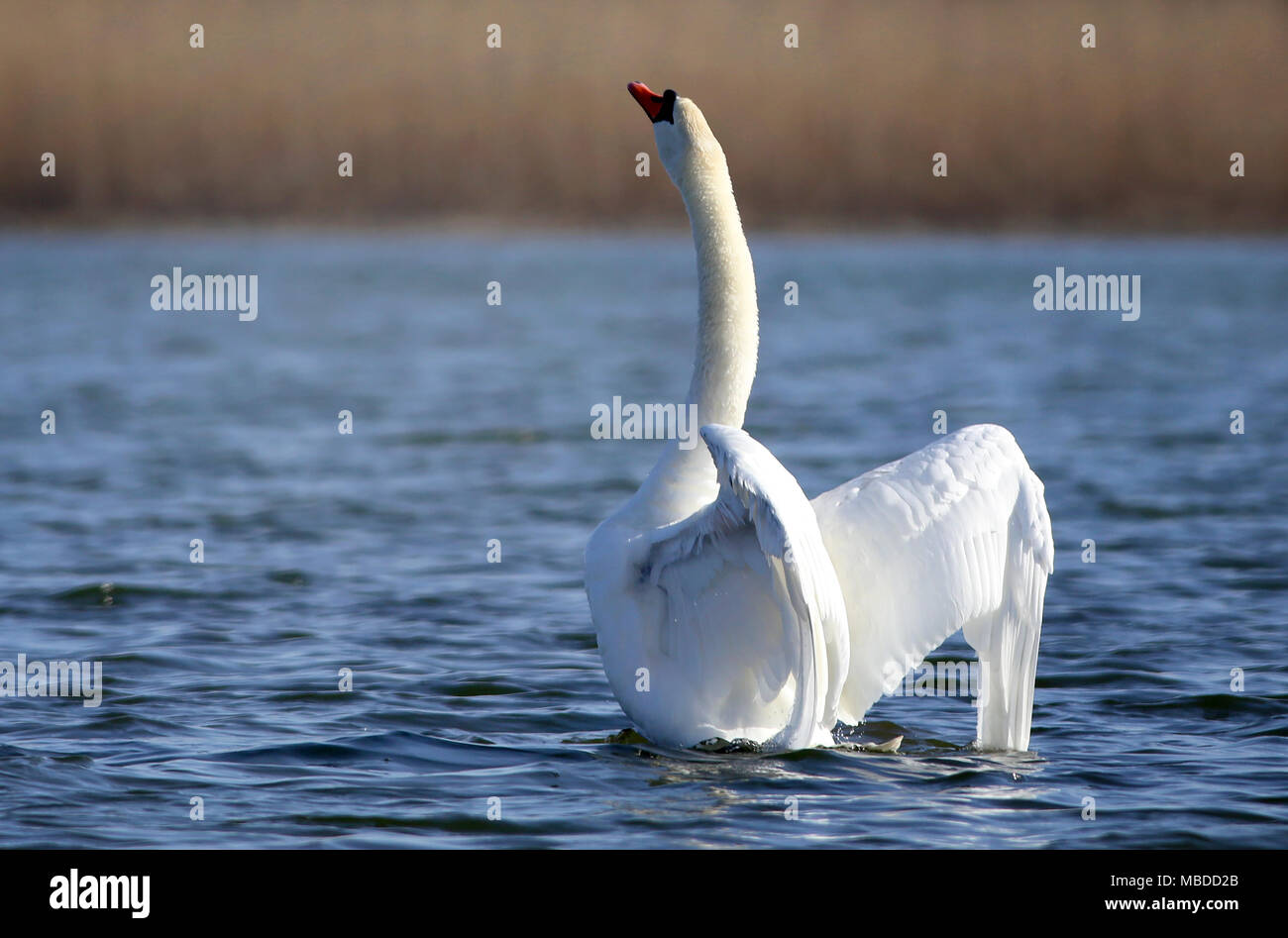 Mute Swan at Utterslev Mose, Copenhagen that is the national bird of ...