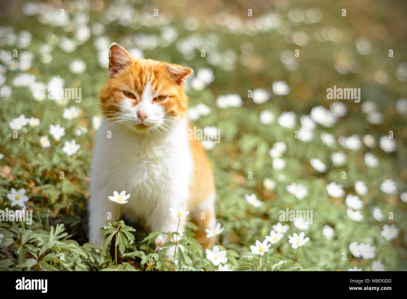 Beautiful red cat rests in wild spring flowers anemones 2018 Stock ...