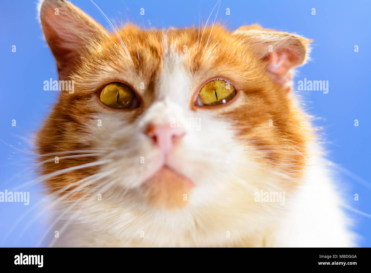 A magnificent red cat with yellow eyes close up on a blue sky ...