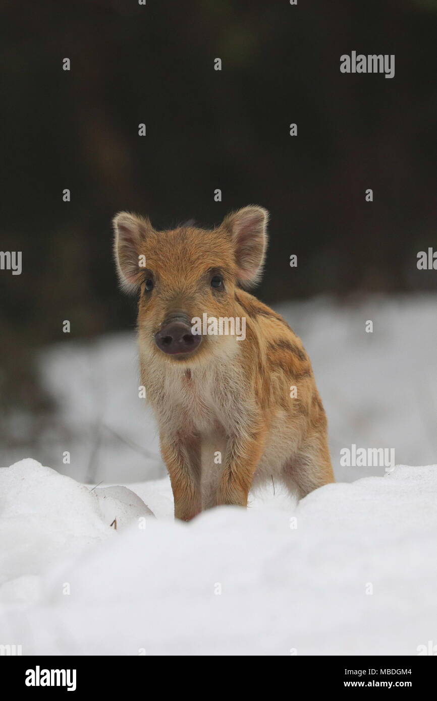 Baby Wild Boar Stock Photos & Baby Wild Boar Stock Images - Alamy